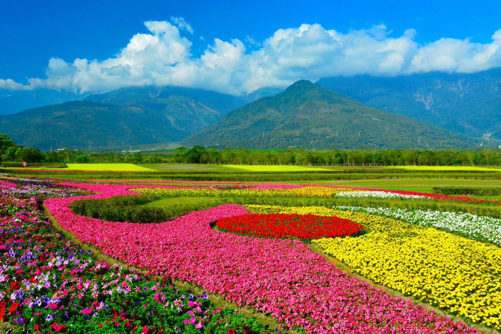 9 Hamparan Bunga di Taiwan yang Wajib Dikunjungi - Taiwan Tourism