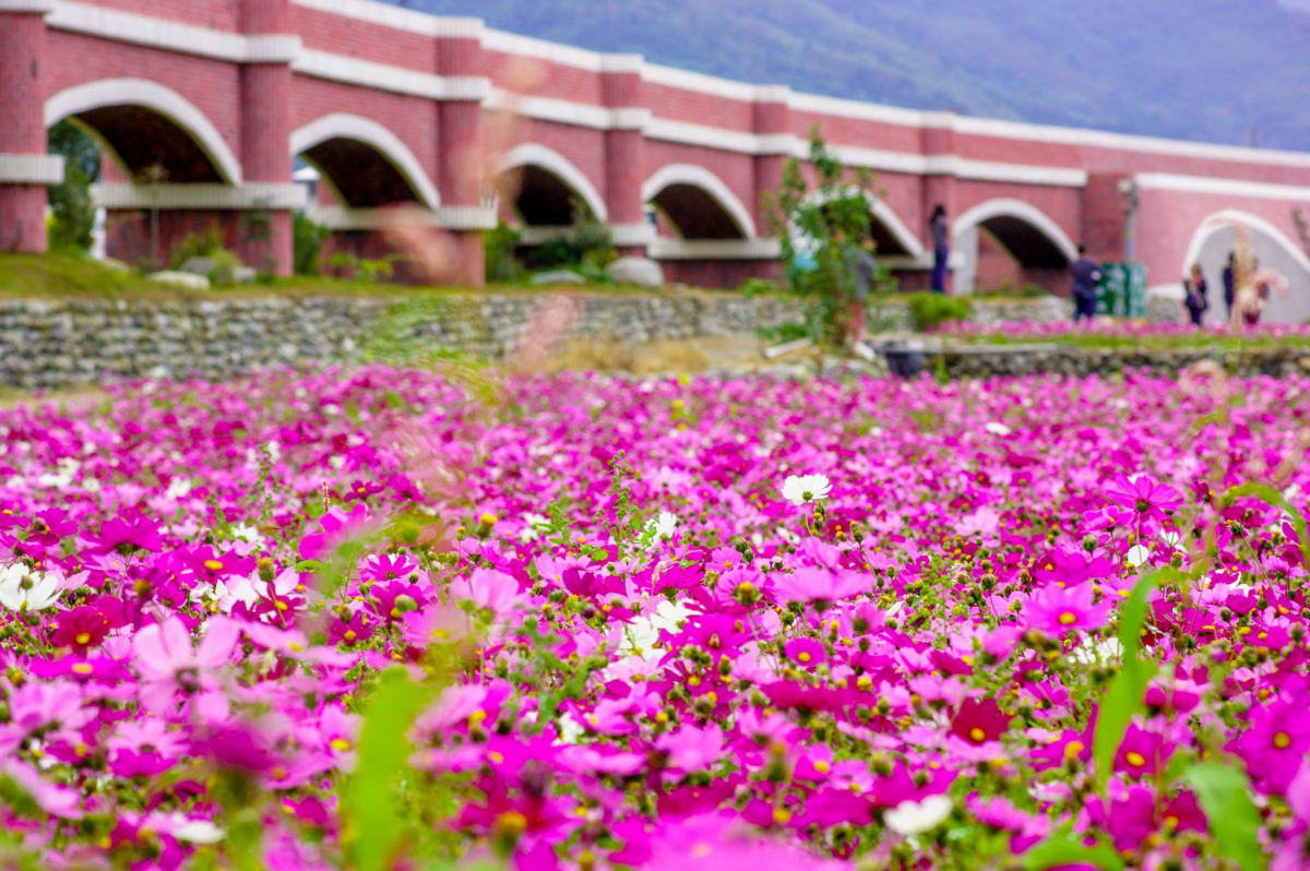 9 Hamparan Bunga di Taiwan yang Wajib Dikunjungi - Taiwan Tourism